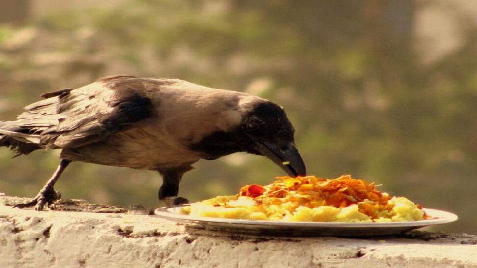 Pitru Paksha 2022 crow signifiacance importance read details