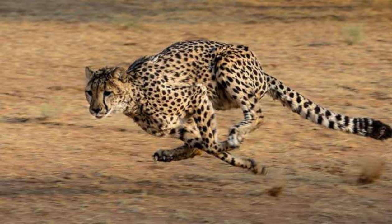 The story of the extinct Indian cheetah