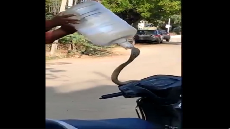 viral video of king cobra in scooty goes super viral on social media jmp