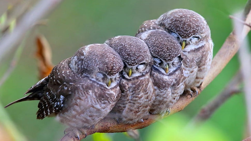 Knowledge News Why doesn't a bird fall from a tree while sleeping find out