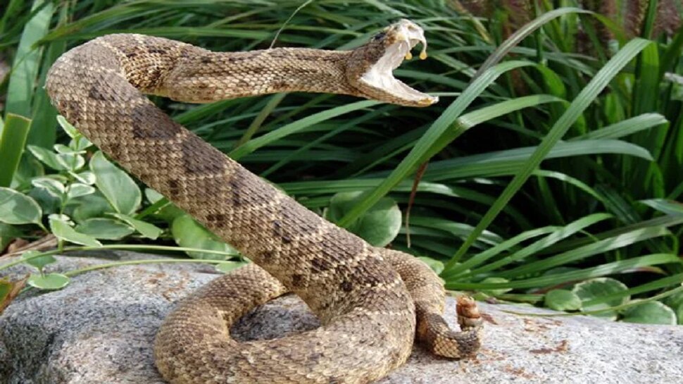viral news snake bite same person 8 times in last 15 days