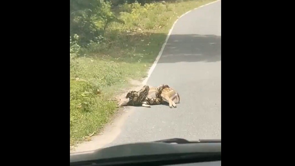 video of python gulping deer but brave man saved deer video goes viral