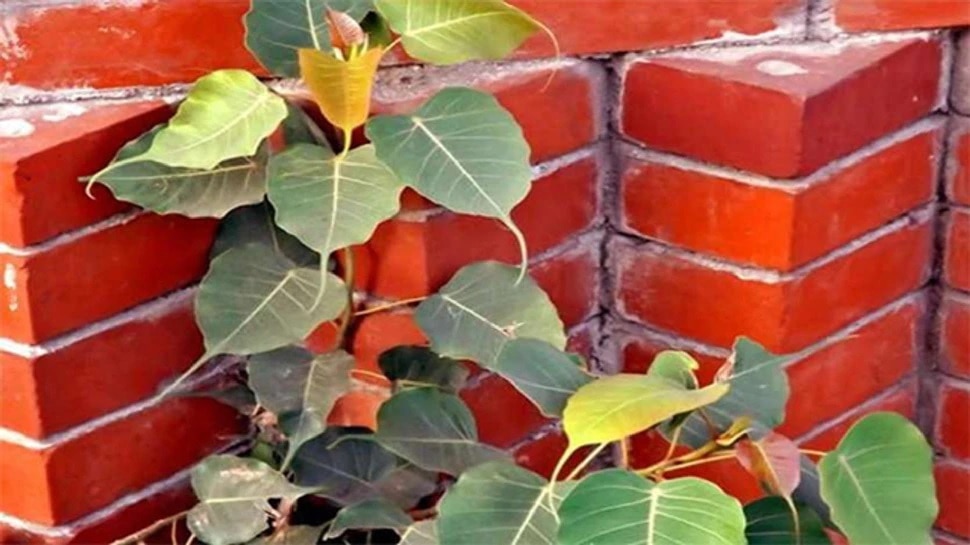 Vastu Tips Pimpal tree growing on the house is inauspicious Know About It