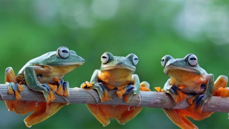 frogs decreases on earth people will continue sick reveal in science study