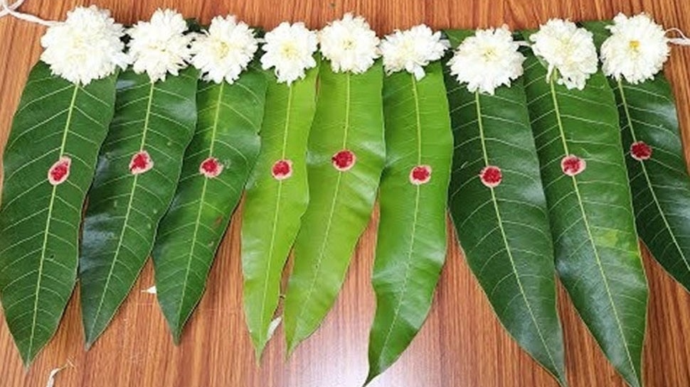 why only mango leaves are used in pooja and in worship know the reason ...