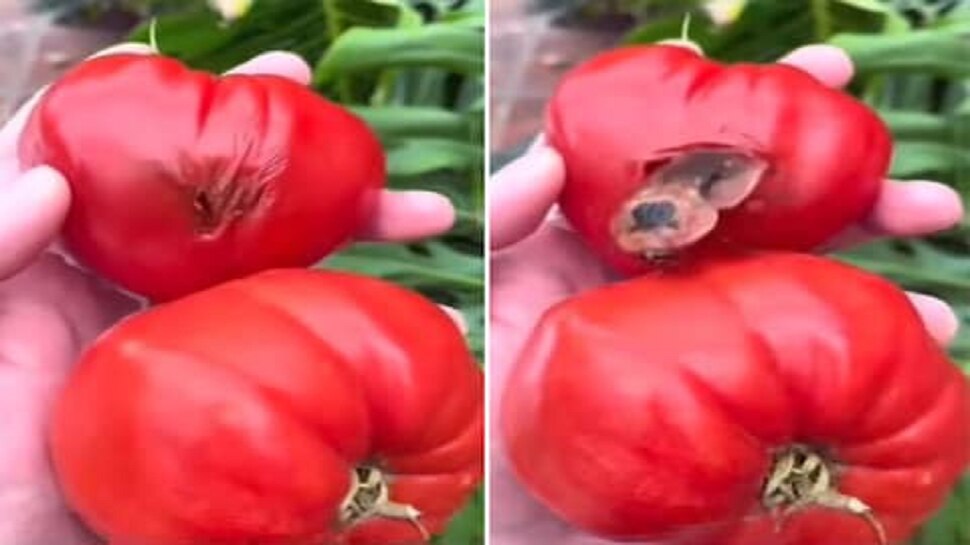 insect in tomato viral video nm
