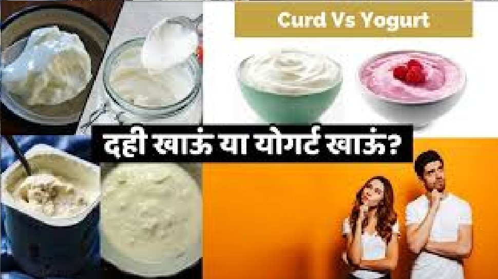 What the Difference between Curd and Yogurt Kunal Kapur nmp What the Difference between Curd and Yogurt Kunal Kapur nmp