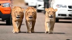 lionesses head tennis News in Marathi, lionesses head tennis Breaking ...