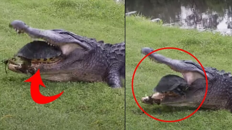 crocodile eat turtle video nmp