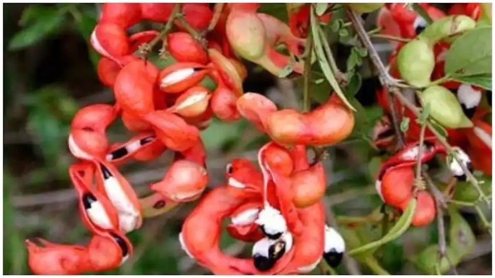 Health Tips English Chinch Benefits for Immunity Booster And Diabites