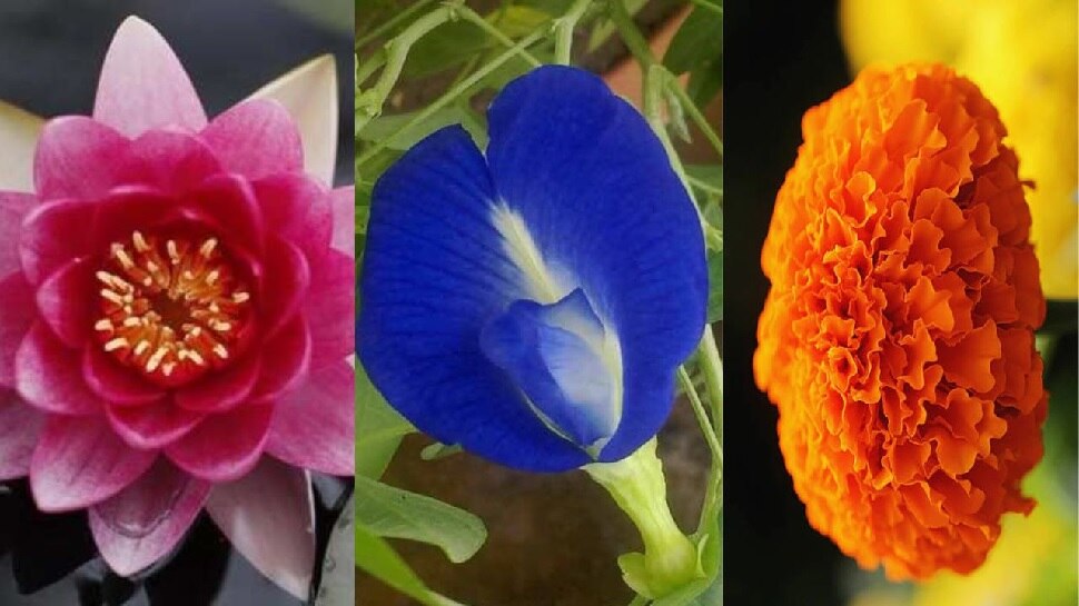 Hindu Gods Like There Favourite Flower Know About It