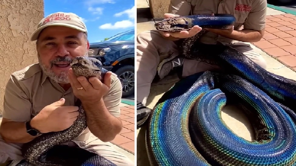 Colourful Rainbow Python Video Viral On Social Media Watch