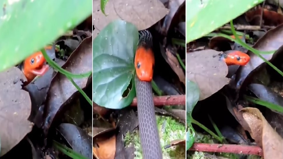 Snake Swallowed Other Snake Alive Viral Video On Social Media