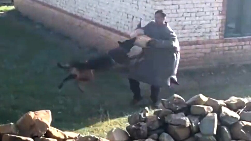 Indian Army Dog : Meet Zoom, Army's brave assault dog who continued to ...