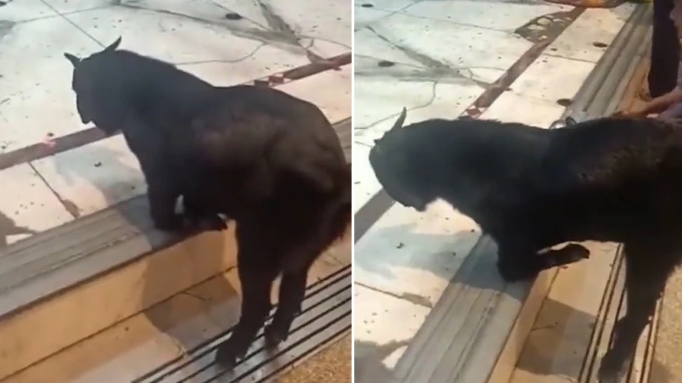 Goat kneeling down in the temple took blessings Video went viral on ...