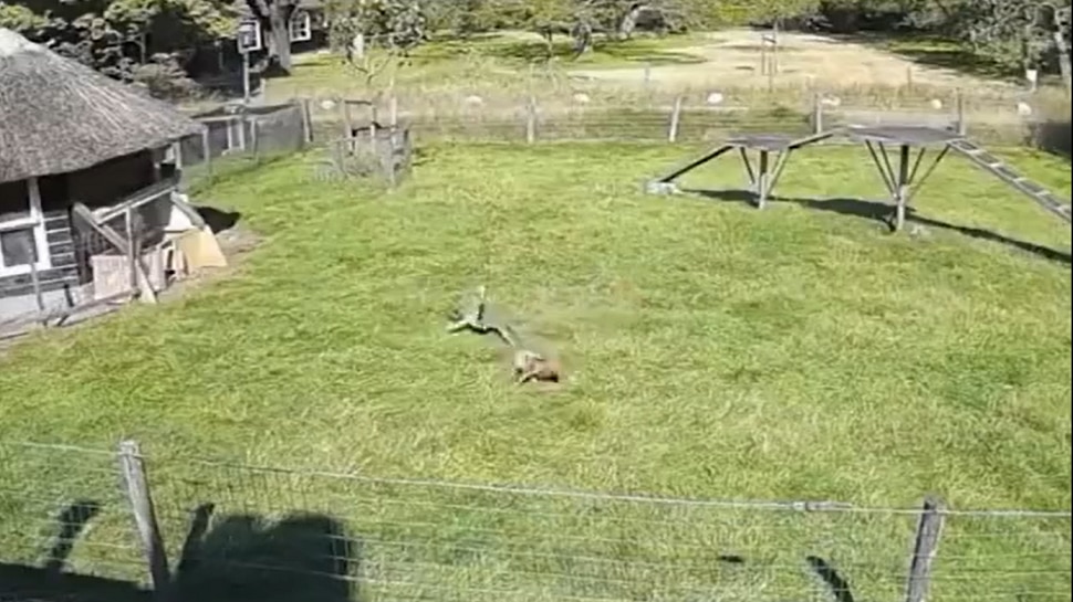 Trending Video Farm animals come together save chicken from hawk attack nmp