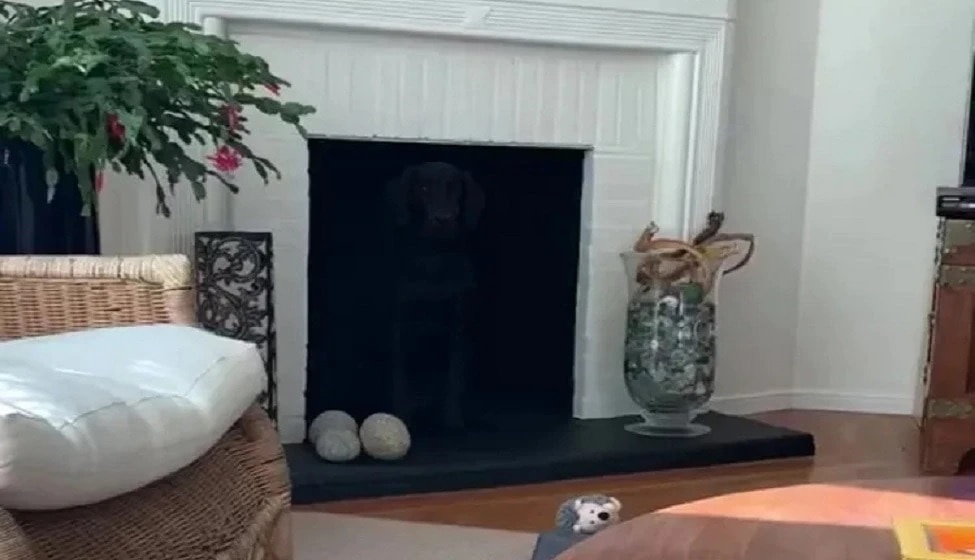 optical illusion find the hidden dog in the picture and you are the ...