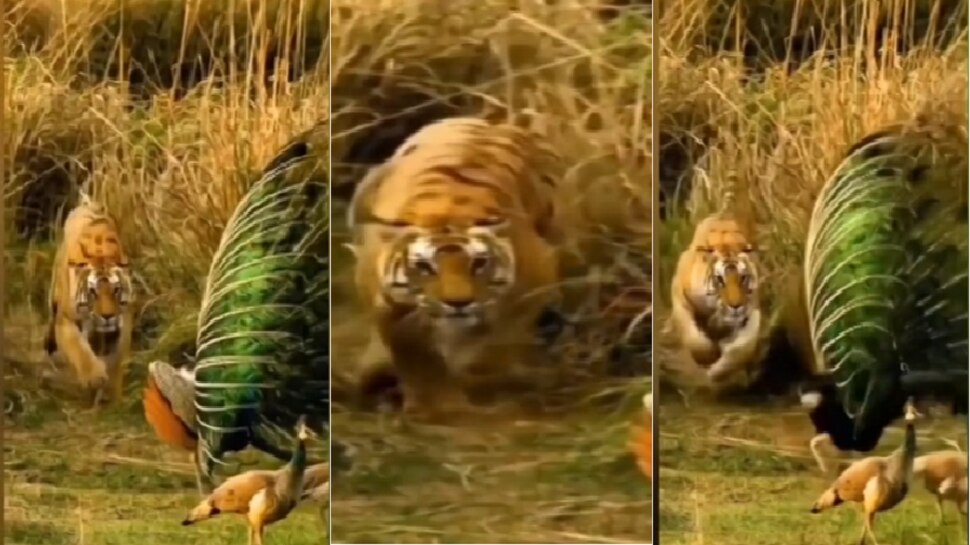 Tiger hunting peacock Video went viral