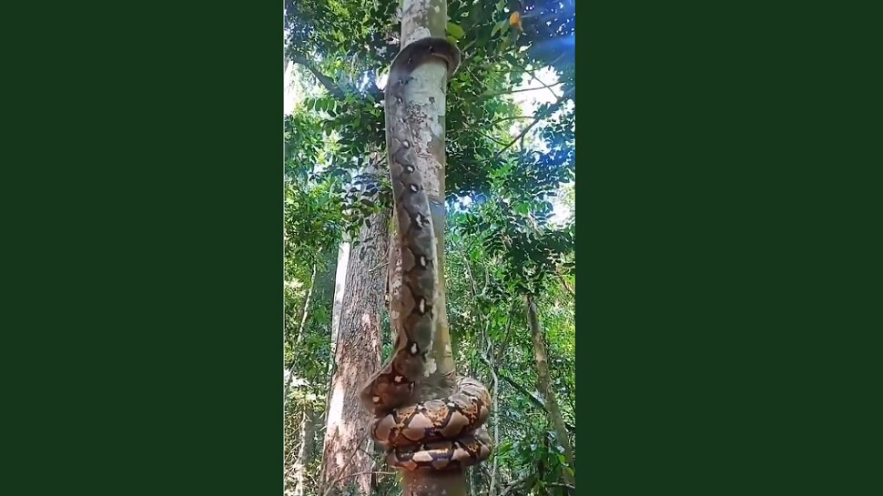python climbling on tree like pro video goes viral viewrs are stunned by seeing video