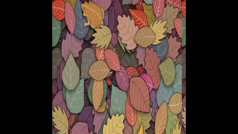 optical illusion can you find frog hidden among colourful leaves find ...