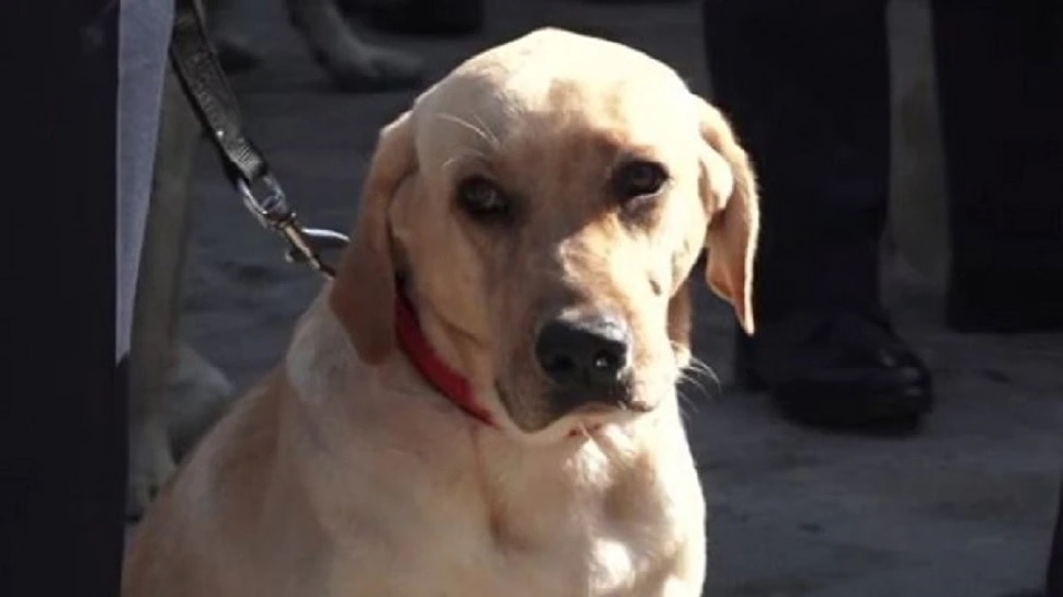 What is the kukur tihar Why nepal worship dogs know reason