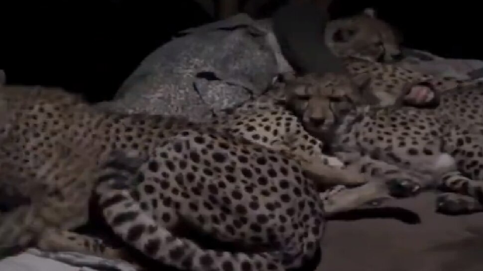 viral video man can sleep with Leopards must watch video