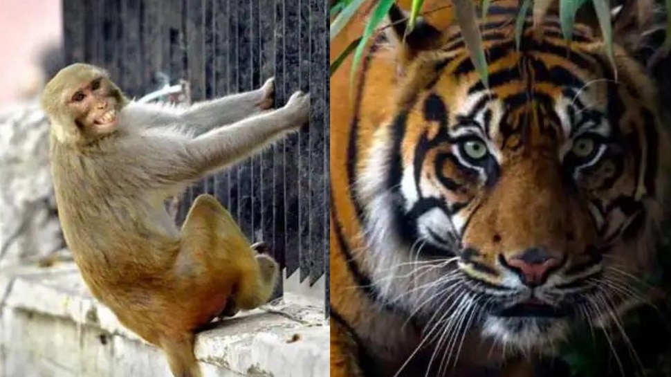 monkey fought the even the king of the jungle was fooled viral video nz