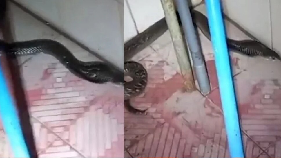 cobra snake in bathroom woman went bath shocking video