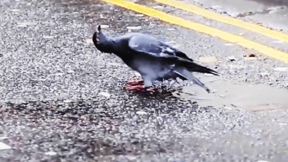 highly contagious disease turn british pigeons into zombie birds with ...