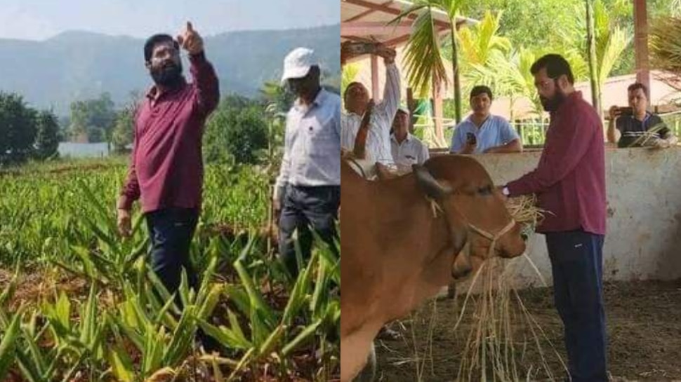 cm eknath shinde in his dare village satara doing farming watch video