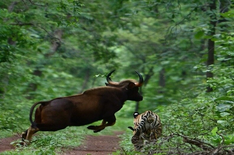 gaur spotted near mumbai - goa highway video goes viral mumbai police gh