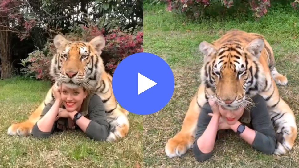 viral video the girl lay down under the tiger in happiness then the ...