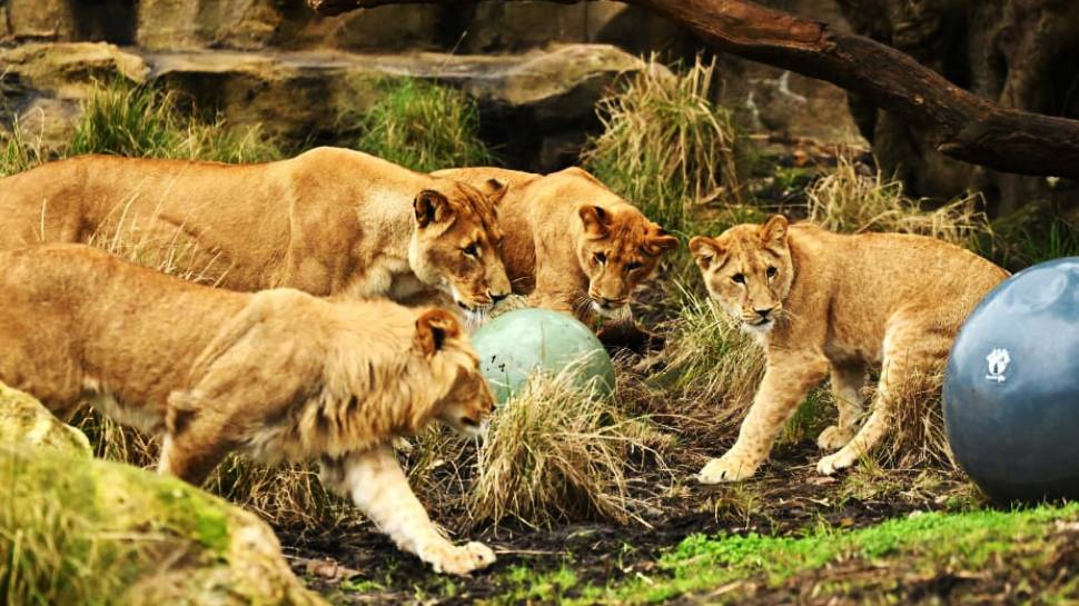 lions escaped from sydneys taronga zoo emergency lockdown implemented ...