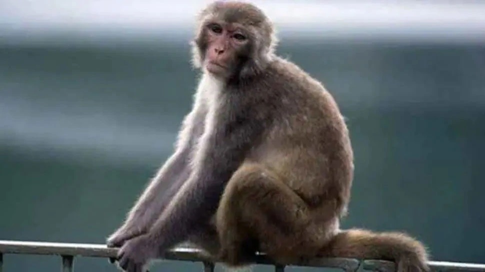 Japan people frightened by the terror of wild Monkey