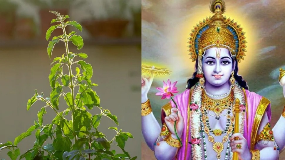 dev-uthani-ekadashi-2022-dont-water-tulsi-plant-on-sunday-and-ekadashi ...