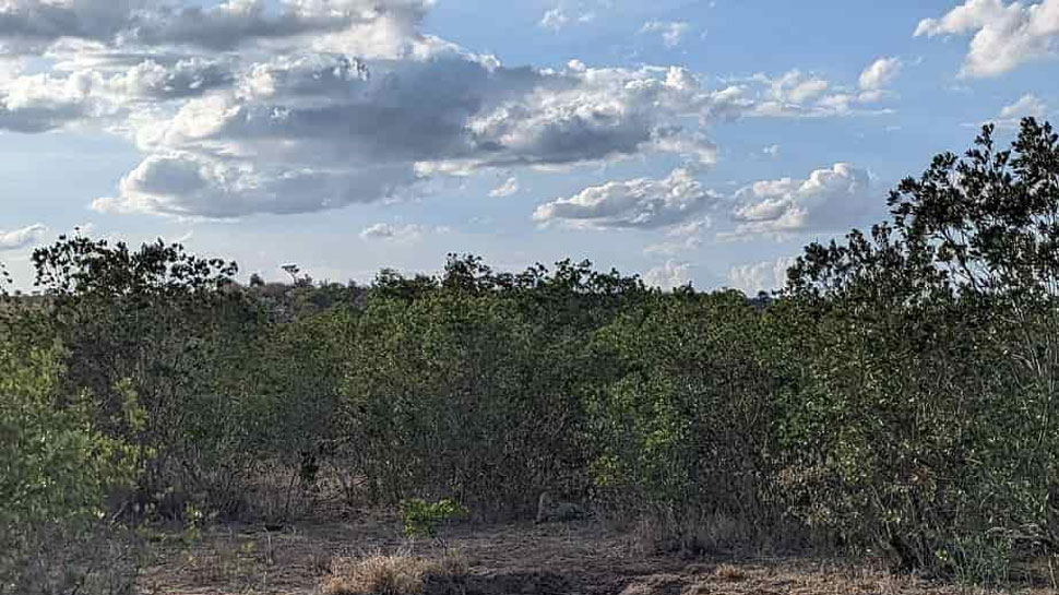 optical-illusion-find-out-the-hidden-leopard-in-viral-brain-teaser