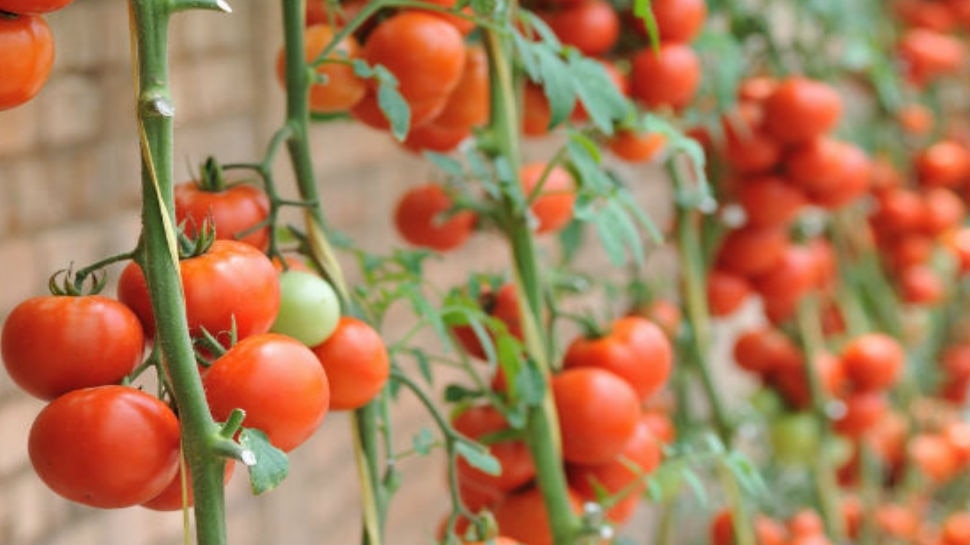 Raw tomato benefits for diabetes patients