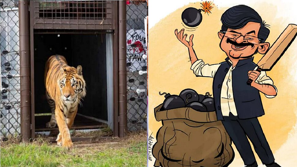 after Bail Sanjay Raut Tiger is back hashtag Trending on Twitter