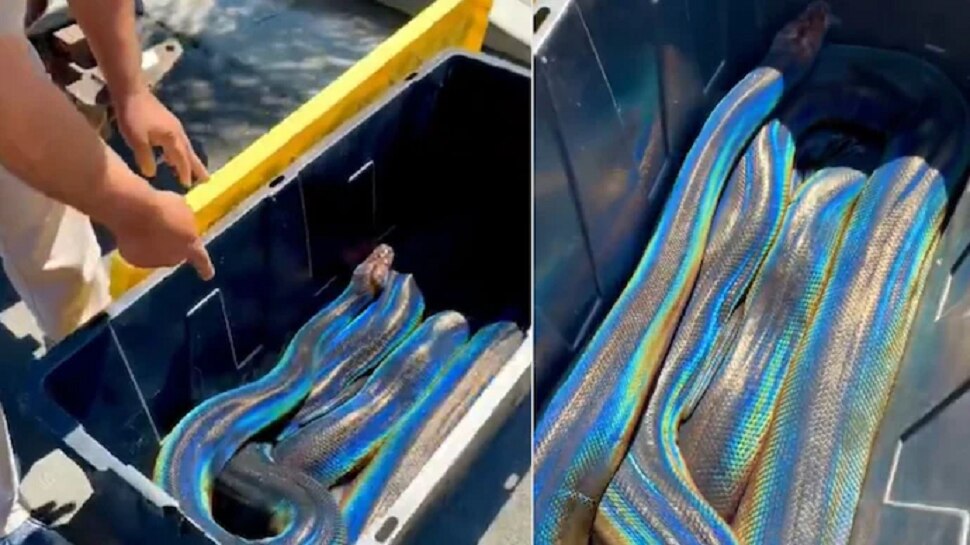 viral rainbow snake video goes viral on social media