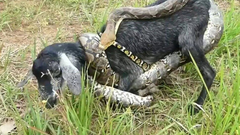 Video Snake Attack Goat viral on Social media nmp | Viral Video ...