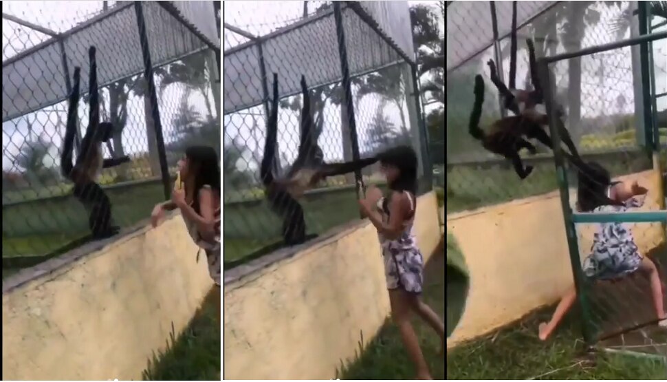 Trending viral video girl in trouble after Teasing monkey