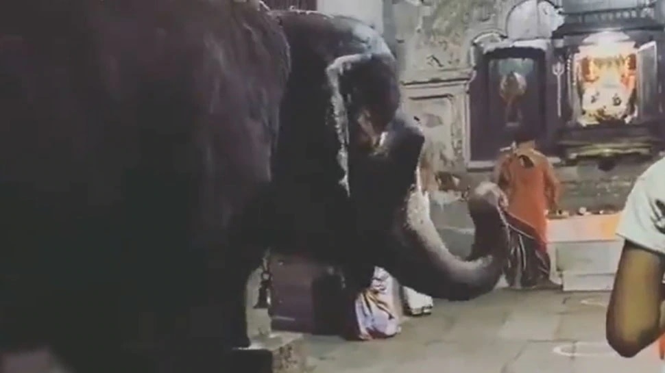 elephant praying showing devotion to god in temple during aarti video ...