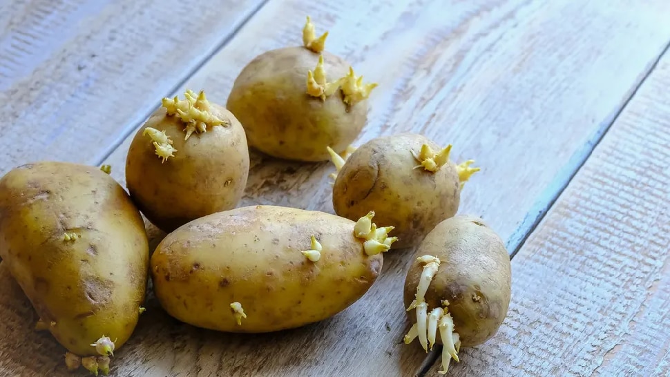 Sprouted Potatoes slow poison Know this before eating