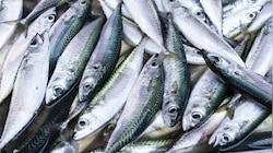 how to remove bones from fish in throat News in Marathi, how to remove ...