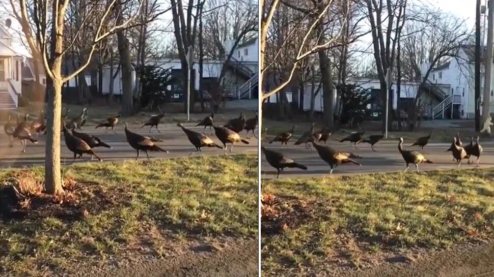 trending video viral cat body on the road birds start roaming around ...