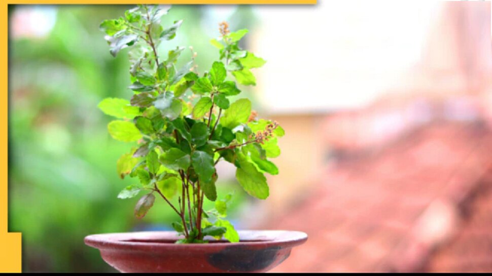 Do not keep Giant calotrope rui plant near Tulsi know the facts | Tulsi ...