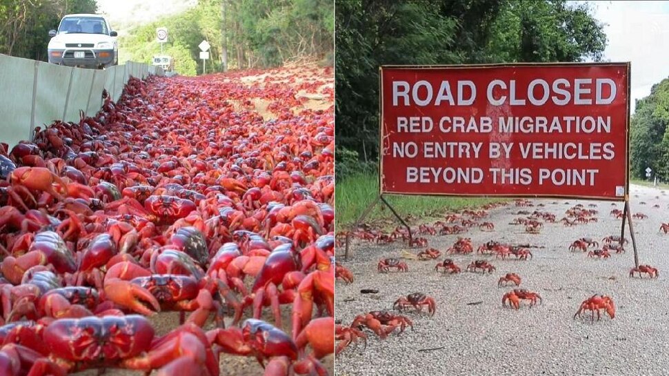 Australia Red crabs annual migration on Christmas Island marathi news