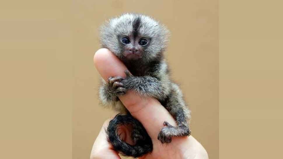 Pygmy Marmoset is the smallest monkey in the world Know the height ...