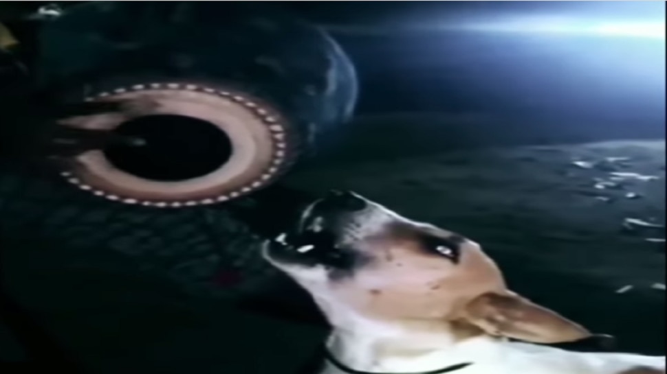 Viral video dog sing a song on beat of musical instrument goes viral jmp