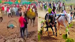 viral bailgada sharyat videos News in Marathi, viral bailgada sharyat ...